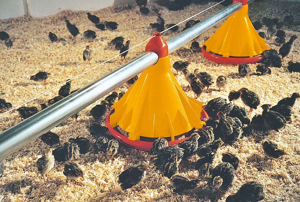 Pan feeding system for quails Mira - SKA Poultry Equipment